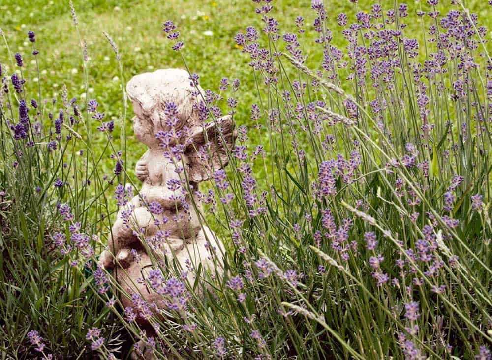 Lavender Garden Ideas: Inspiring Photos for Growing Lavender