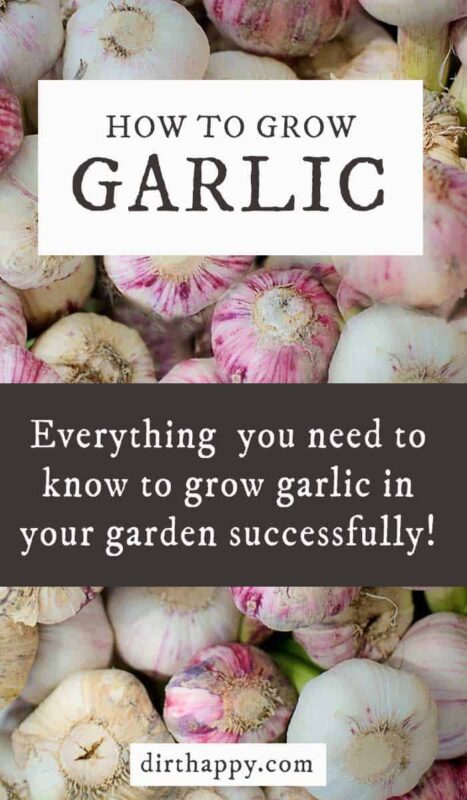 How to Grow Garlic Step by Step & Growing Garlic Tips