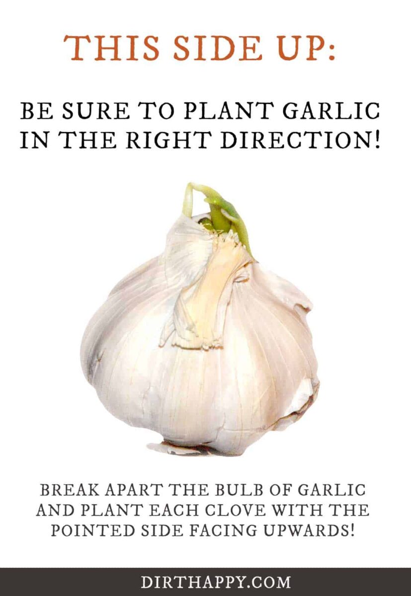 How to Grow Garlic Step by Step & Growing Garlic Tips