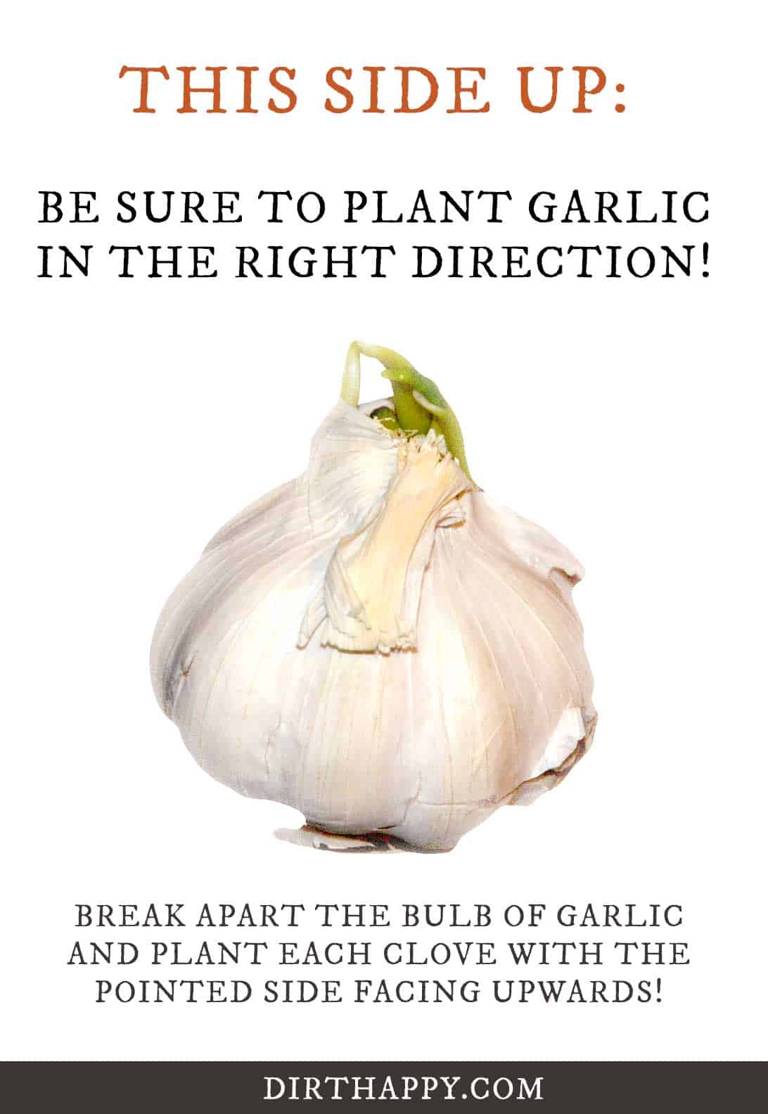 How to Grow Garlic Step by Step & Growing Garlic Tips