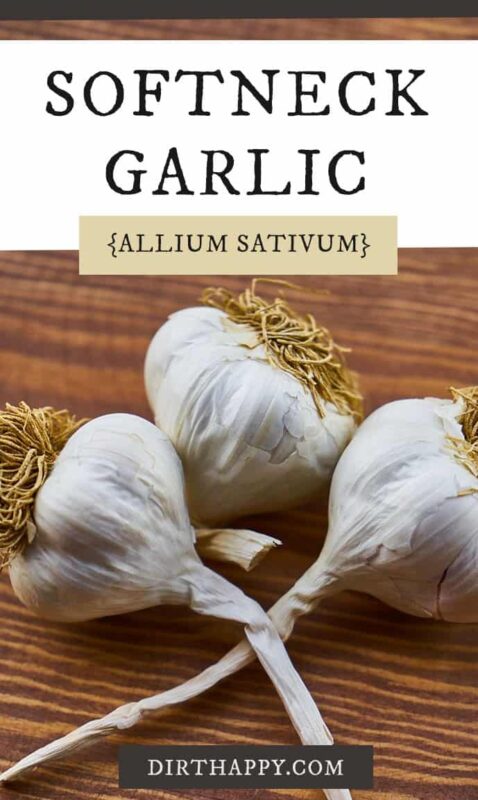 Types of Garlic: Choosing The Best Garlic Variety For Your Garden