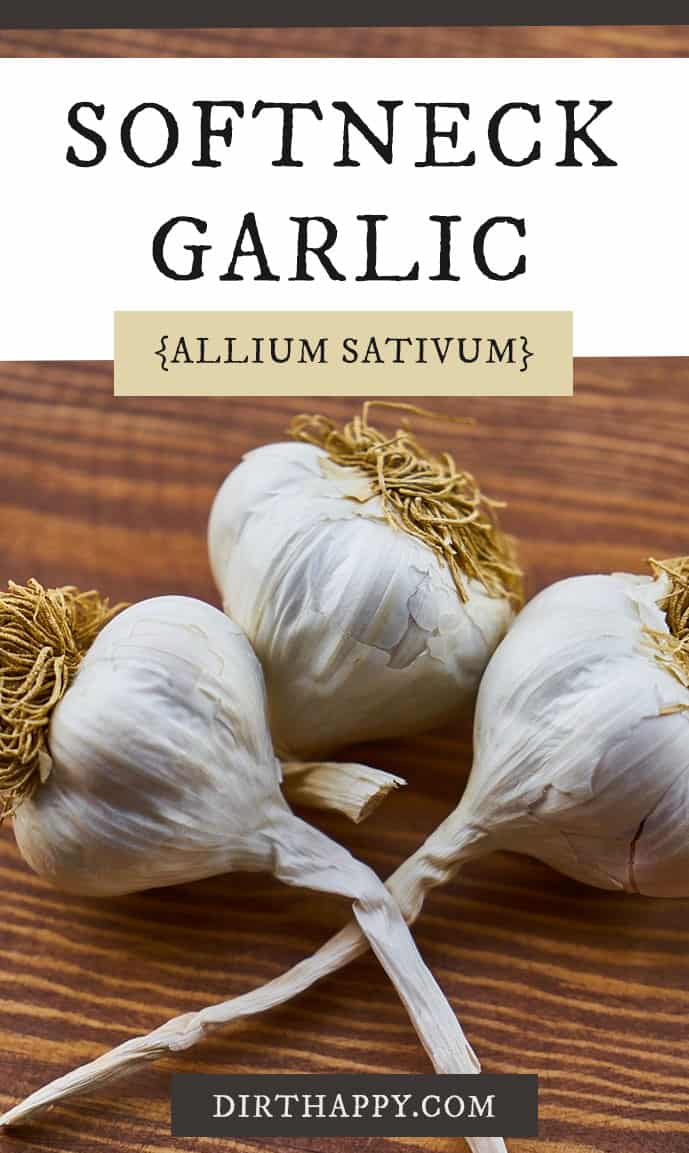 Types of Garlic: Choosing The Best Garlic Variety For Your Garden