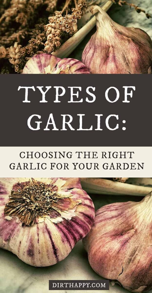 Types of Garlic: Choosing The Best Garlic Variety For Your Garden