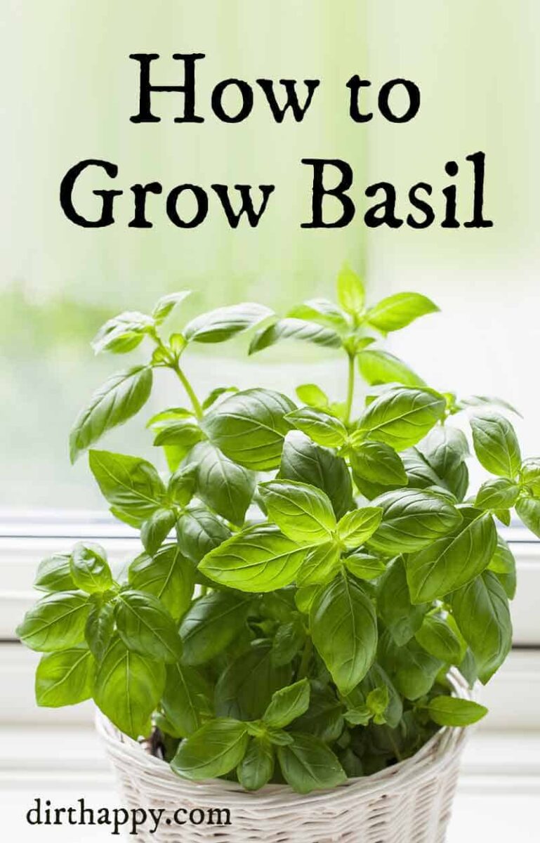 How to Grow Basil: Growing Basil Plants in Your Herb Garden
