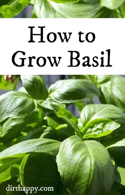 How to Grow Basil: Growing Basil Plants in Your Herb Garden