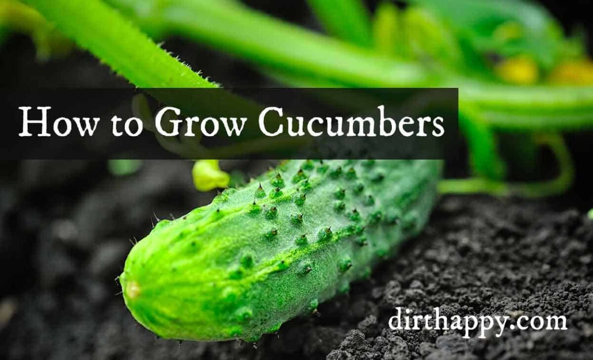 Growing Cucumbers: How to Grow Cucumbers in Your Garden | DirtHappy