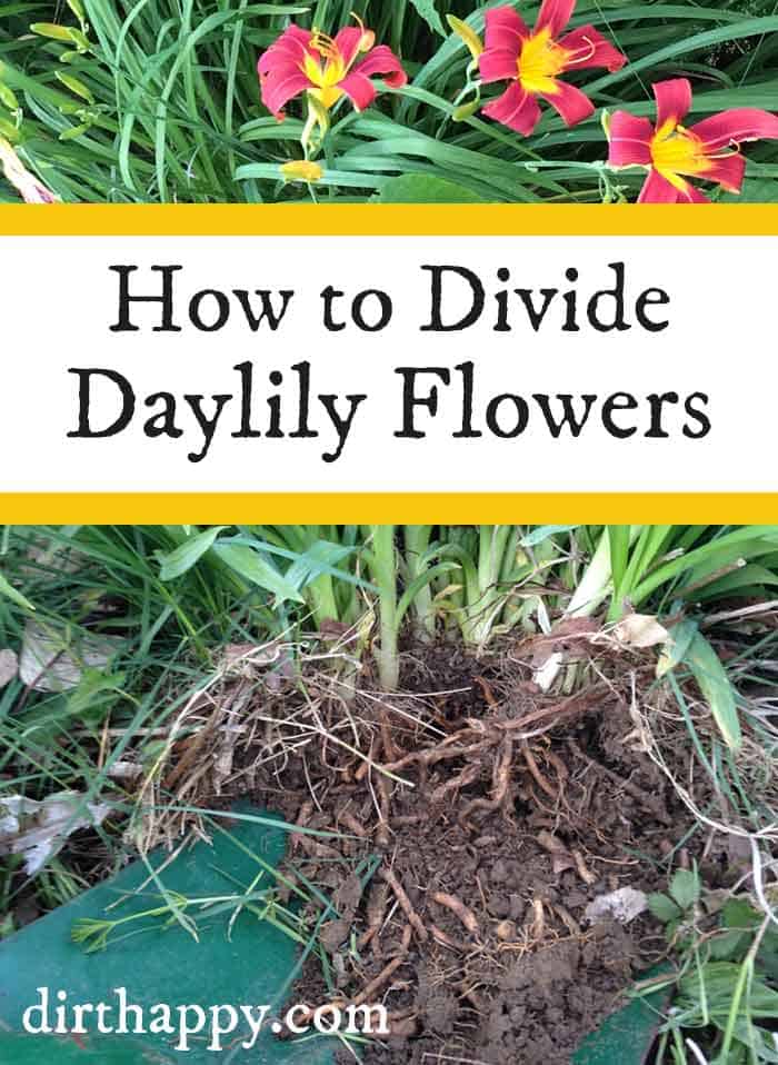 When to Split Daylilies: How to Divide & Transplant Daylily Flowers
